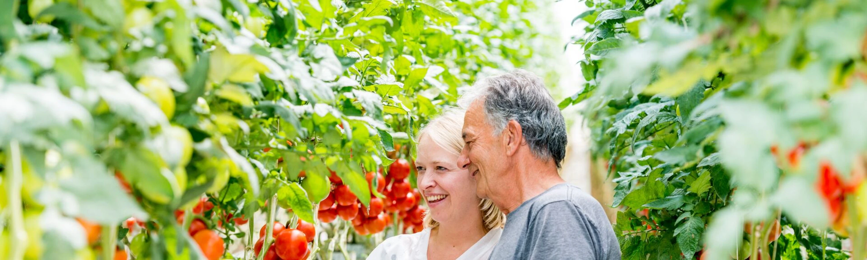 PMV-01® : le produit de lutte biologique contre le PepMV | DCM